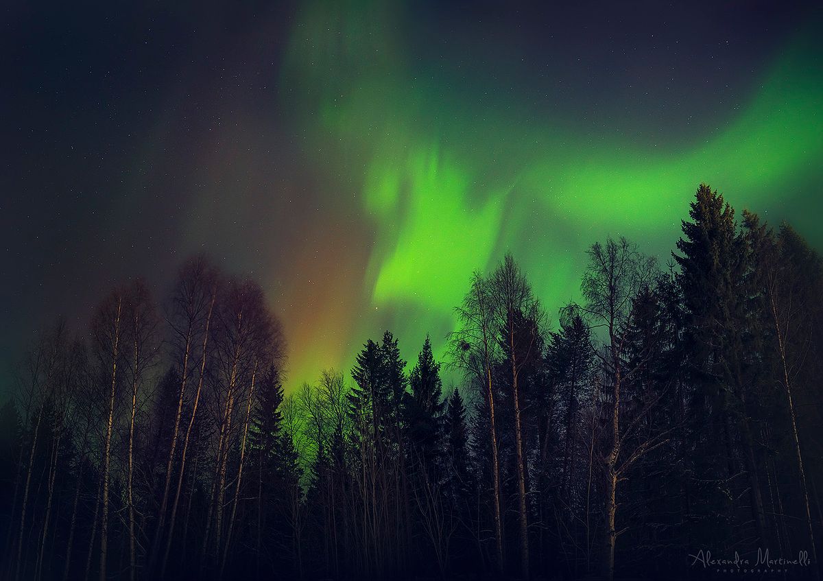 Alexandra Martinelli Photography