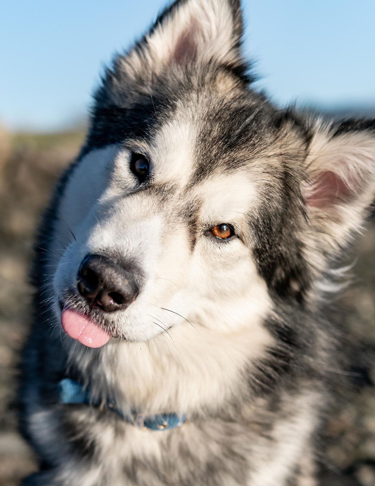 Pets | Carson French Photography
