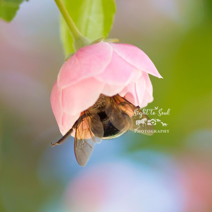Bee Bum in Flower Photo, Nature Wall Decor | Sight to Soul