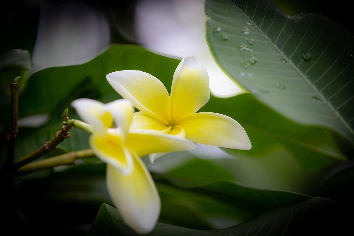 Flowers | Sight Picture Photography
