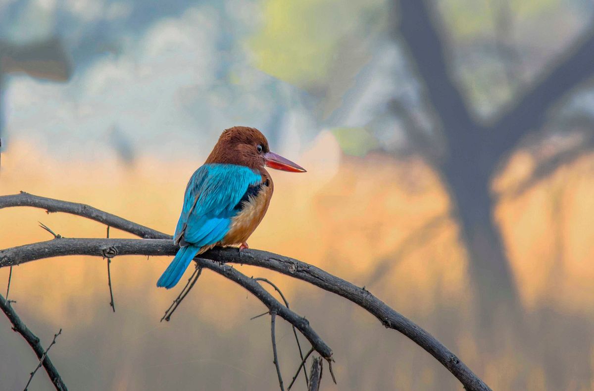 Autofocus Explained: Single vs. Continuous vs. Auto Modes