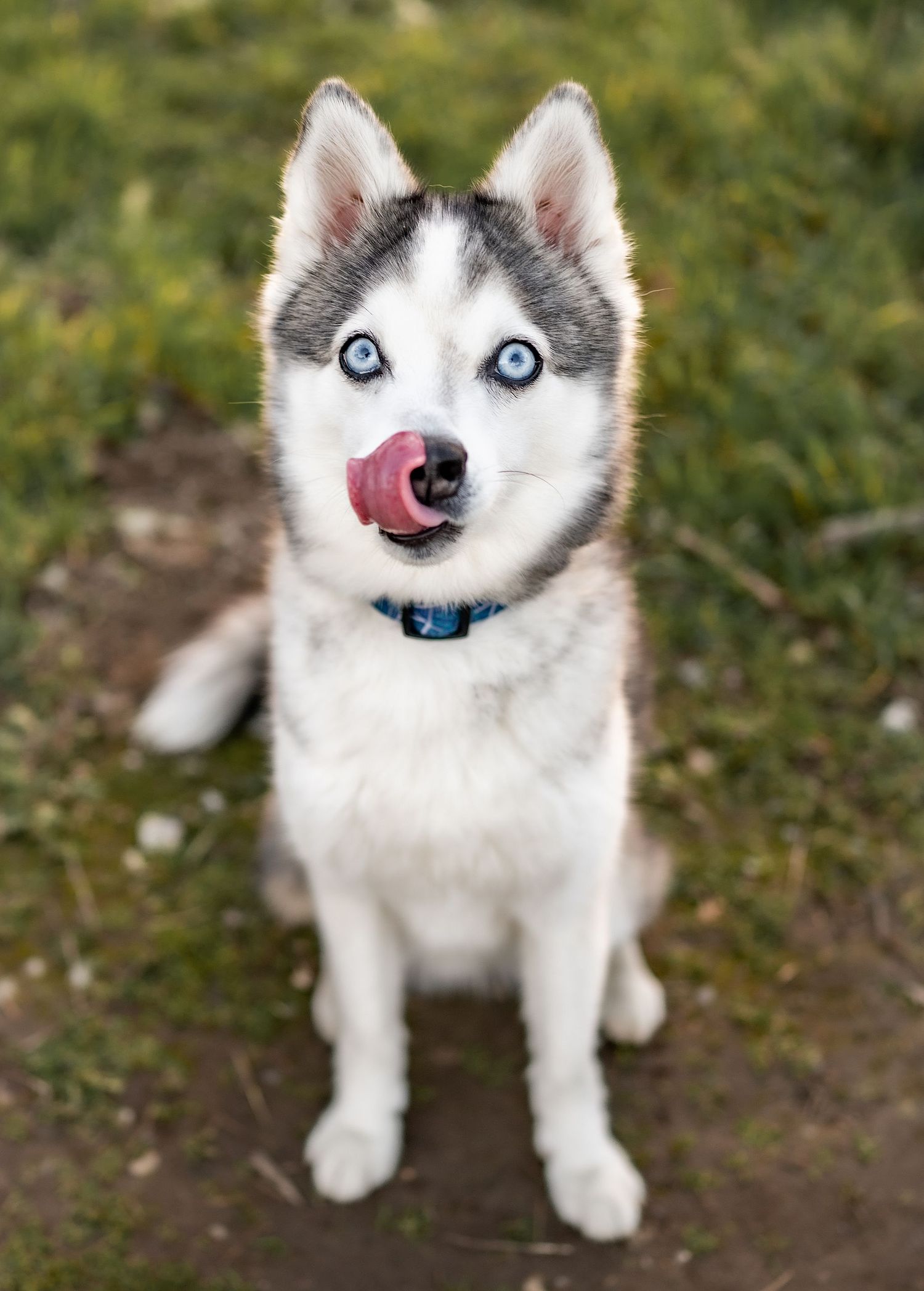 Pets | Carson French Photography