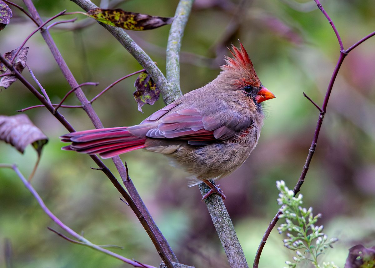 Wildlife Photography by Barry Rauhauser