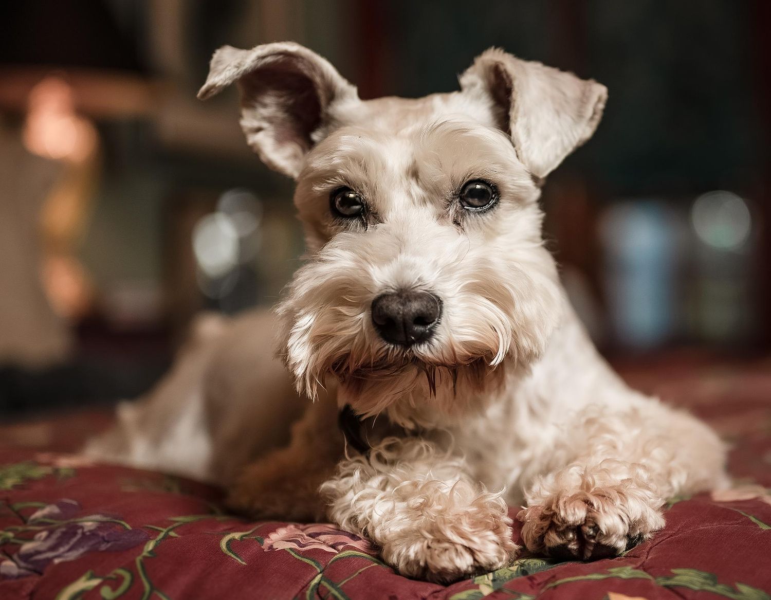 Pets | Carson French Photography