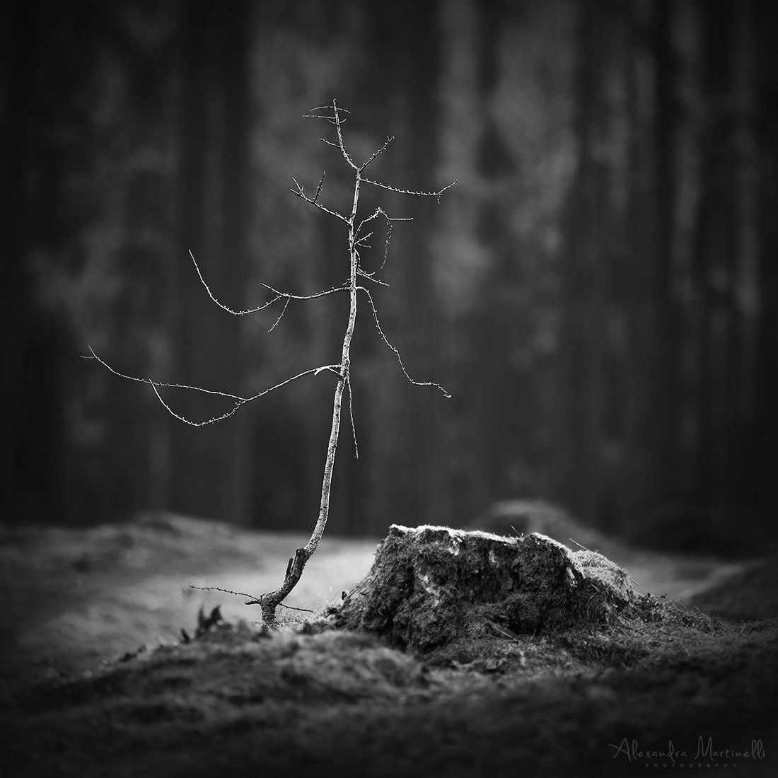 Alexandra Martinelli Photography